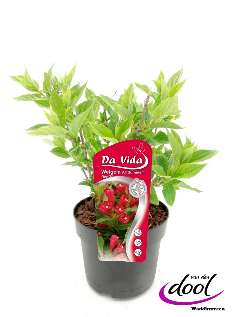 Weigela ALL SUMMER RED — Plant Wholesale FlorAccess
