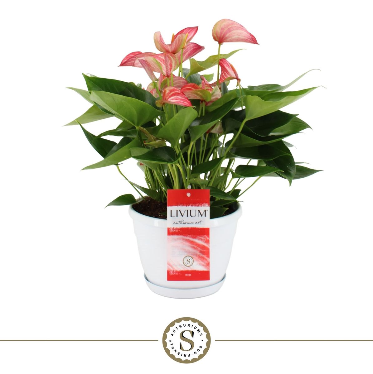 Anthurium LIVIUM RED — Grossiste en Plantes FlorAccess