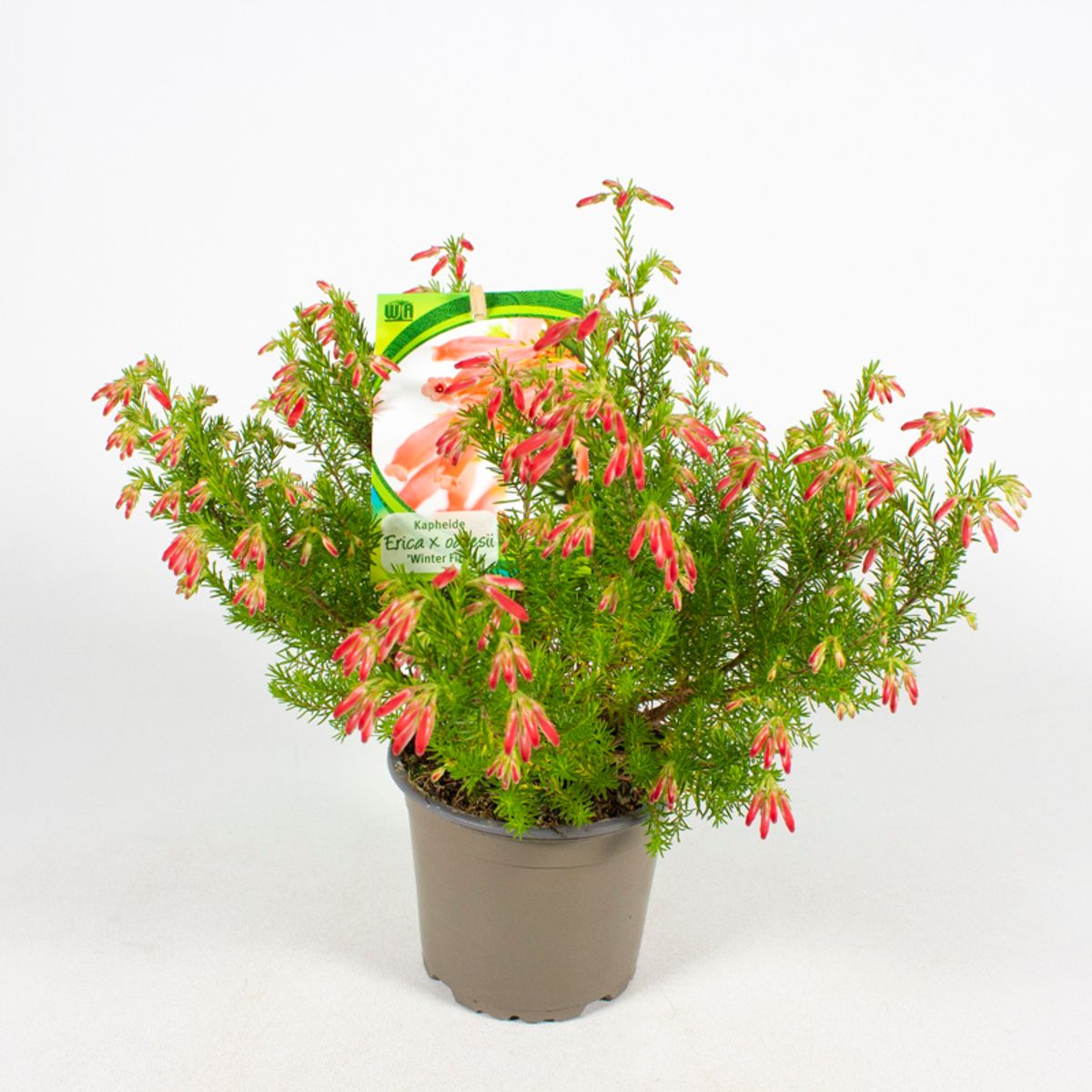 Erica 'Winter Fire' — Plant Wholesale FlorAccess