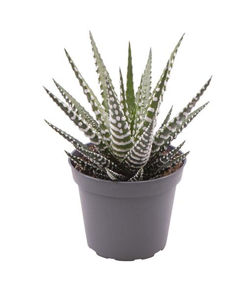 Haworthia fasciata 'Big Band' — Toptan Bitki Satışı FlorAccess