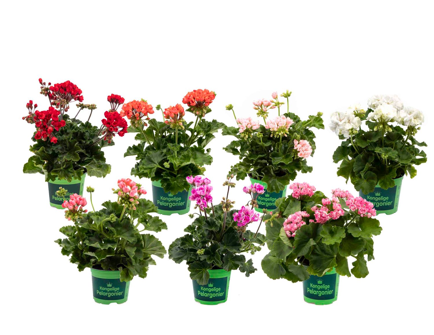 Pelargonium ZONALE MIX — Plant Wholesale FlorAccess