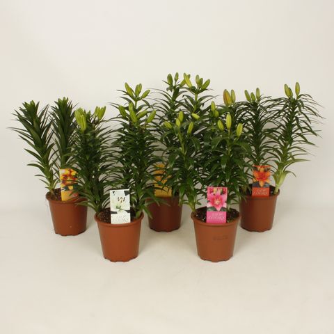 Lilium TINY MIX — Plant Wholesale FlorAccess
