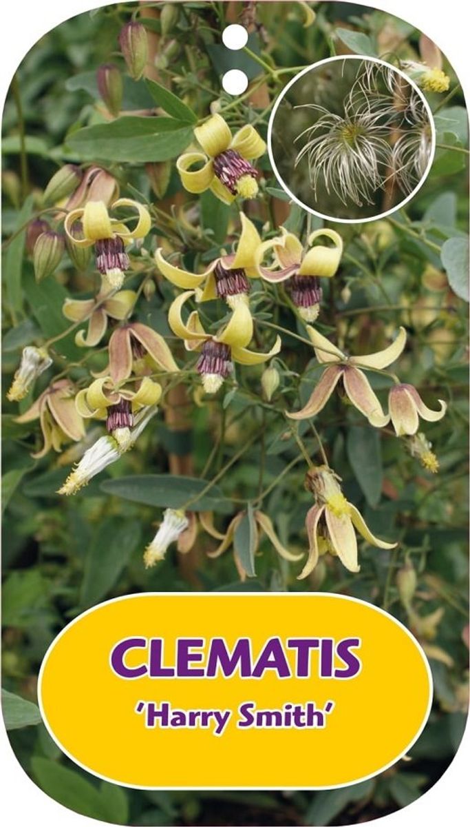 Clematis 'Harry Smith' (Ta) — Plant Wholesale FlorAccess