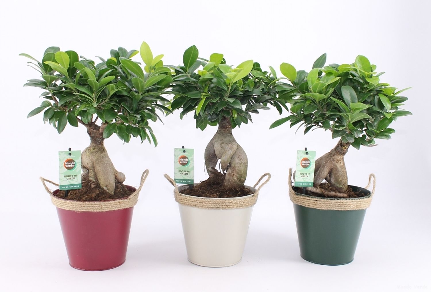 Ficus microcarpa 'Ginseng' — Mayorista de plantas FlorAccess