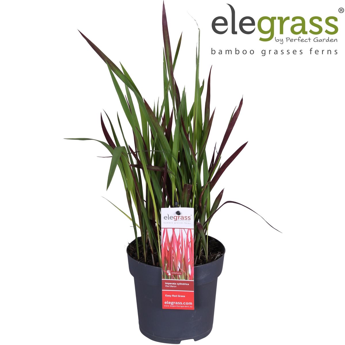 Imperata cylindrica 'Red Baron' — Plant Wholesale FlorAccess