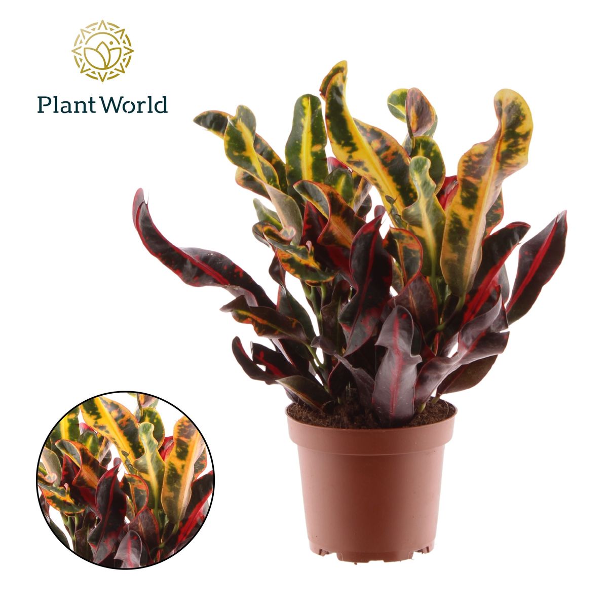 Codiaeum variegatum 'Mammi' — Pflanzengroßhandel FlorAccess