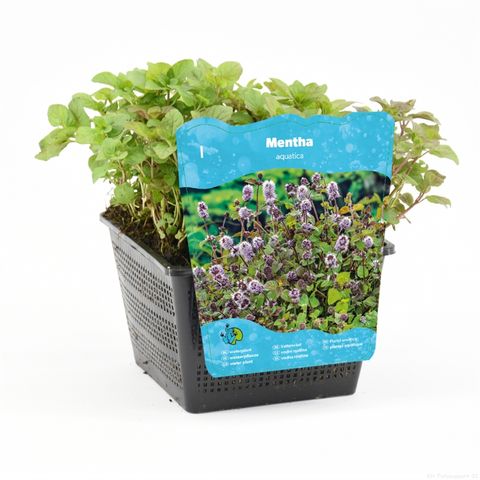 Mentha aquatica — Рослини оптом FlorAccess