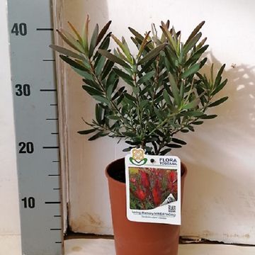 Leucadendron 'Loving Memory' — Plant Wholesale FlorAccess