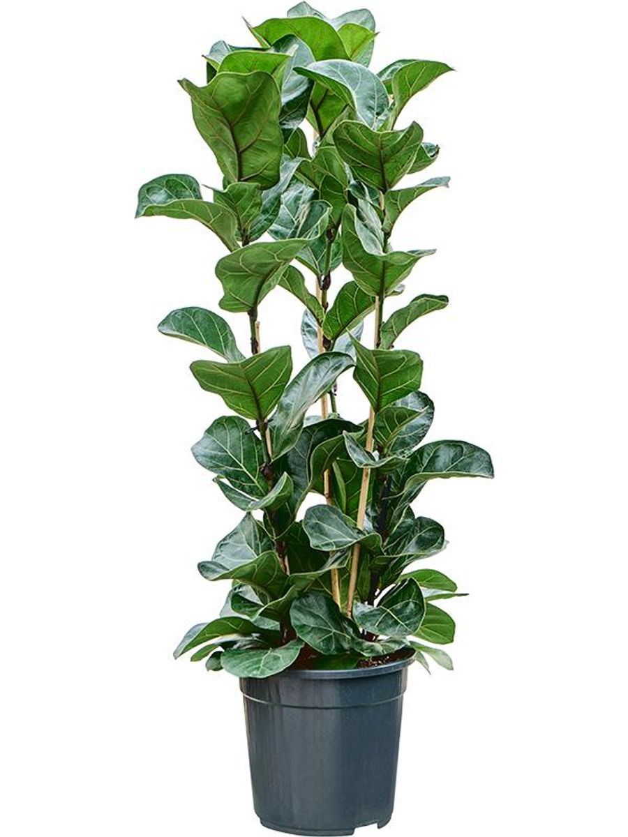 Ficus lyrata 'Bambino' — Plant Wholesale FlorAccess