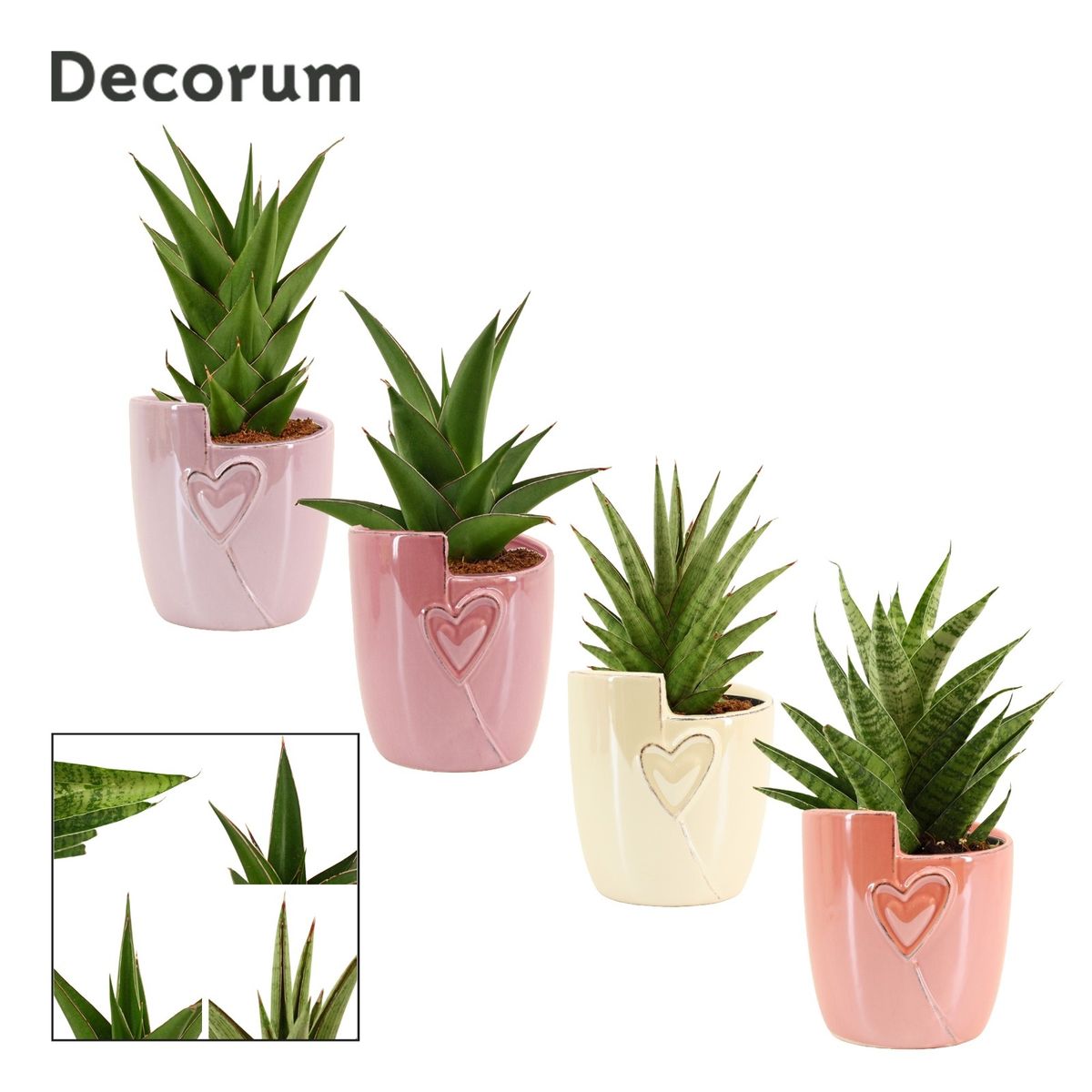 Sansevieria CROWN MIX — Plant Wholesale FlorAccess