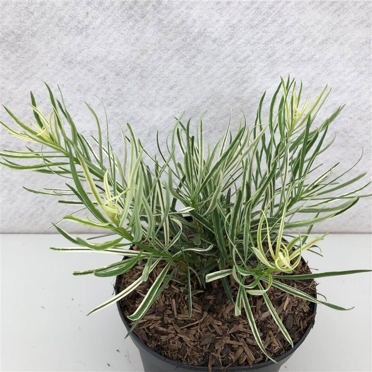 Podocarpus macrophyllus 'Variegata' — Plant Wholesale FlorAccess
