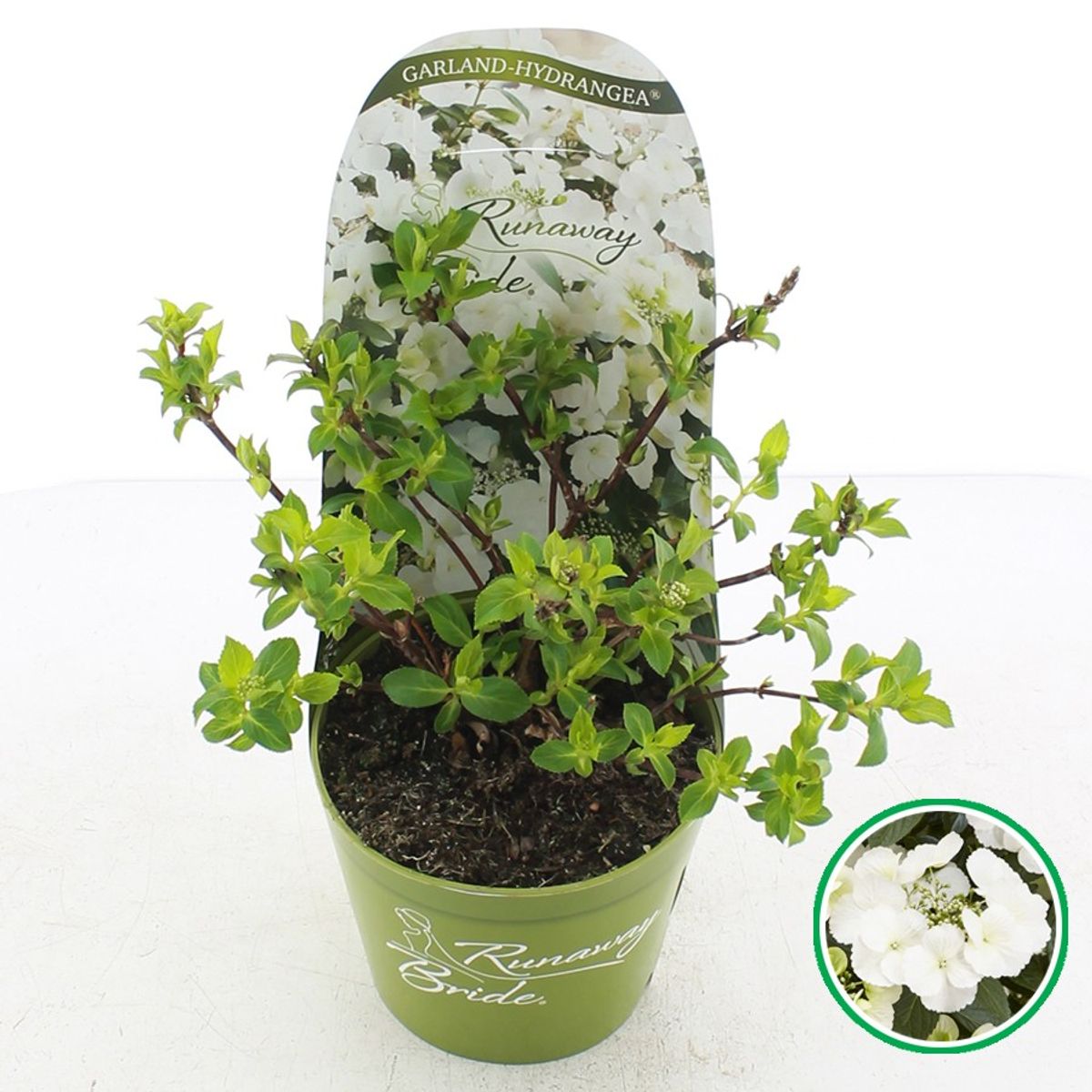 Hydrangea RUNAWAY BRIDE — Plant Wholesale FlorAccess