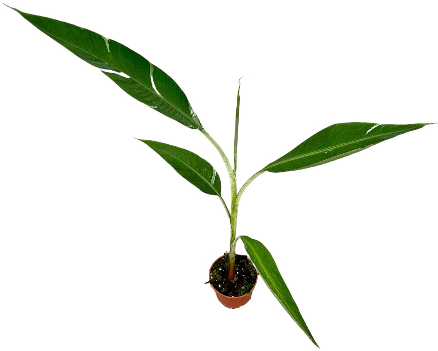 Musa 'Florida Variegata' — Grossiste en Plantes FlorAccess