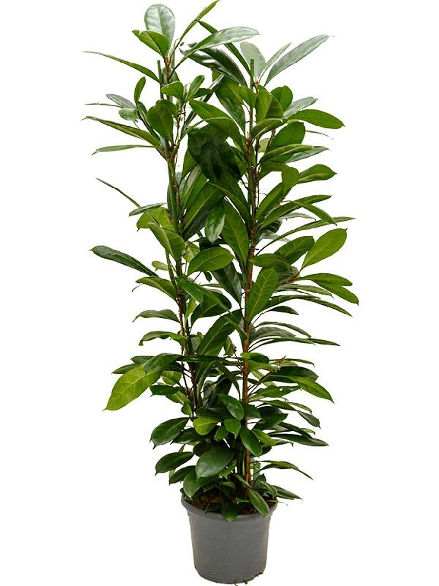 Ficus cyathistipula — Plant Wholesale FlorAccess