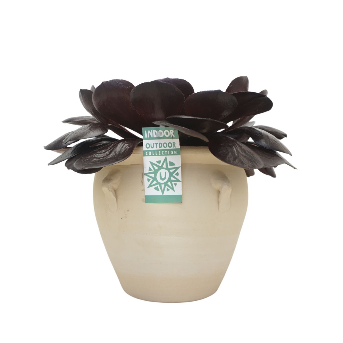 x Semponium 'Destiny' — Plant Wholesale FlorAccess