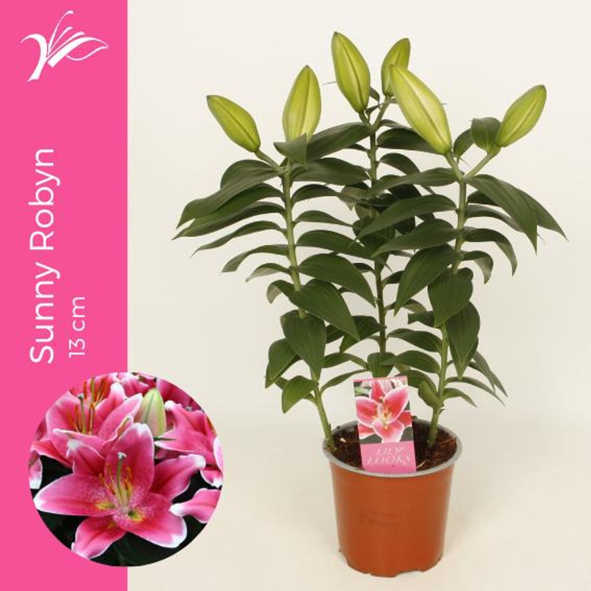 Lilium 'Sunny Robyn' — Pflanzengroßhandel FlorAccess