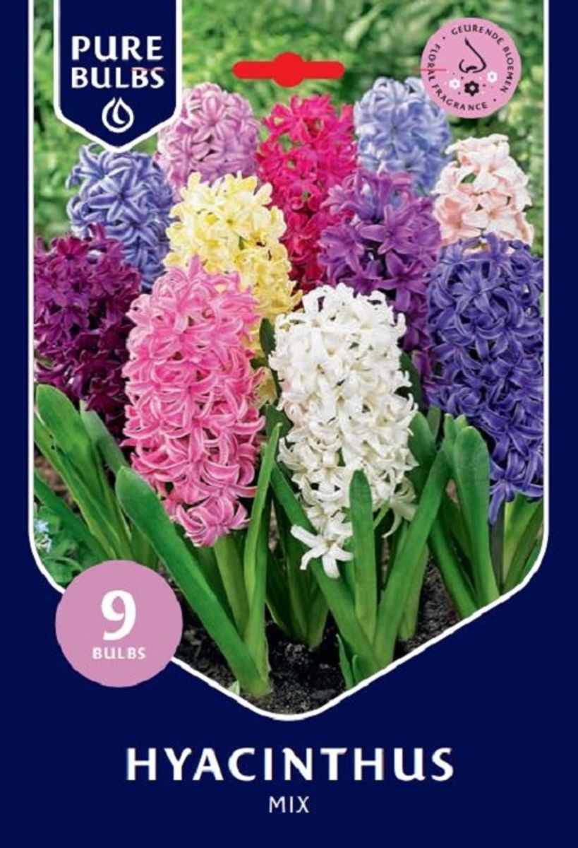 Hyacinthus orientalis MIX — Plant Wholesale FlorAccess