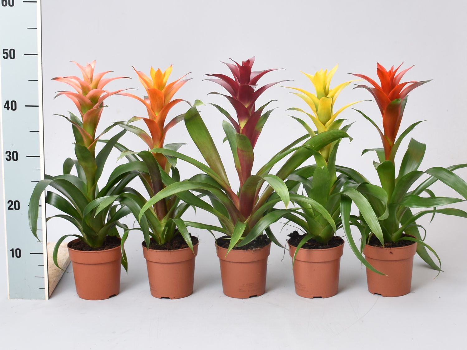 Guzmania MIX — Plant Wholesale FlorAccess