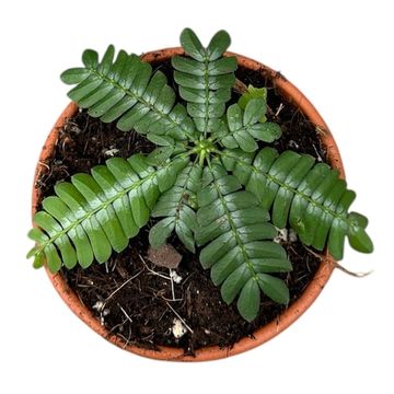 Biophytum 'Snowman' — Plant Wholesale FlorAccess