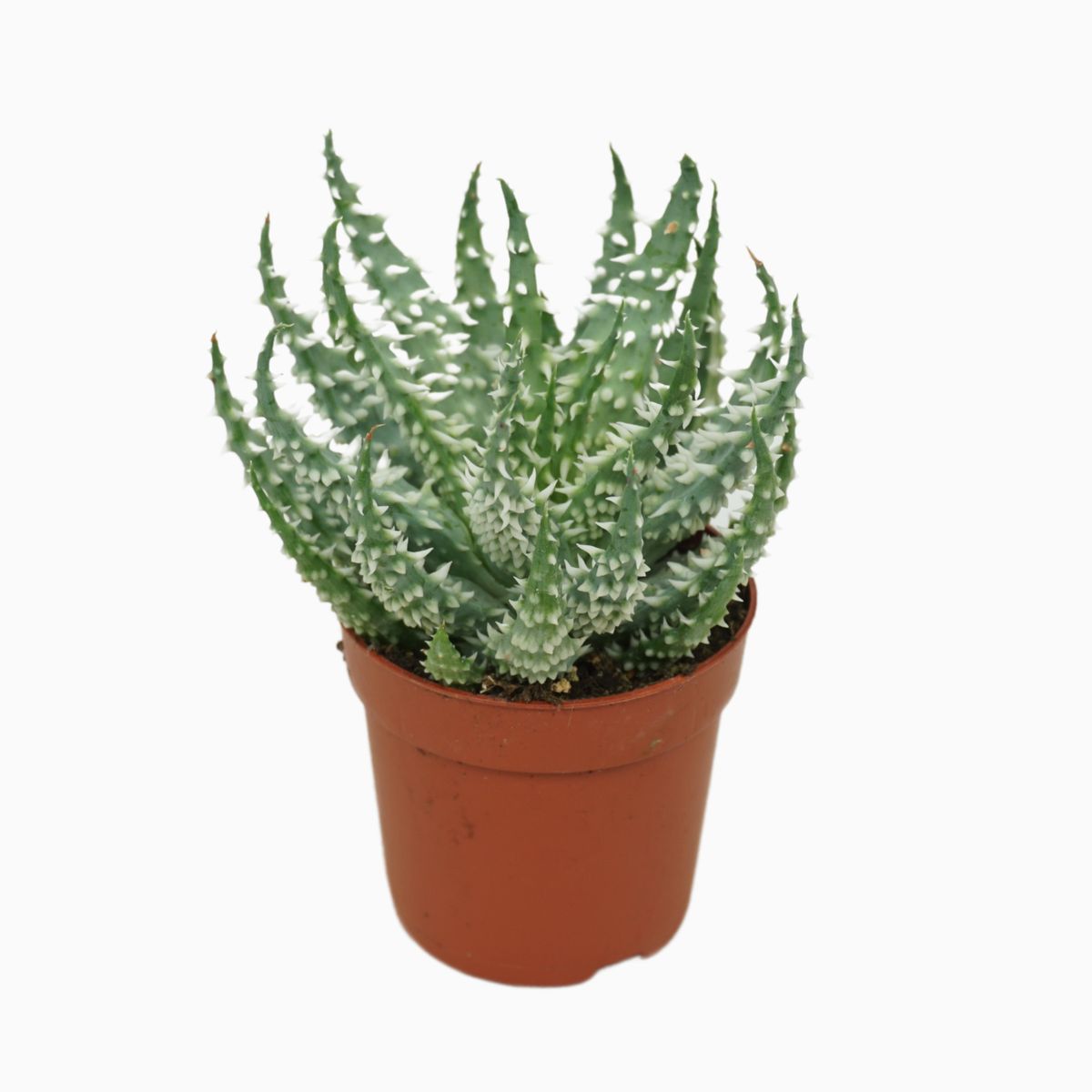 Aloe humilis 'Shark' — Plant Wholesale FlorAccess