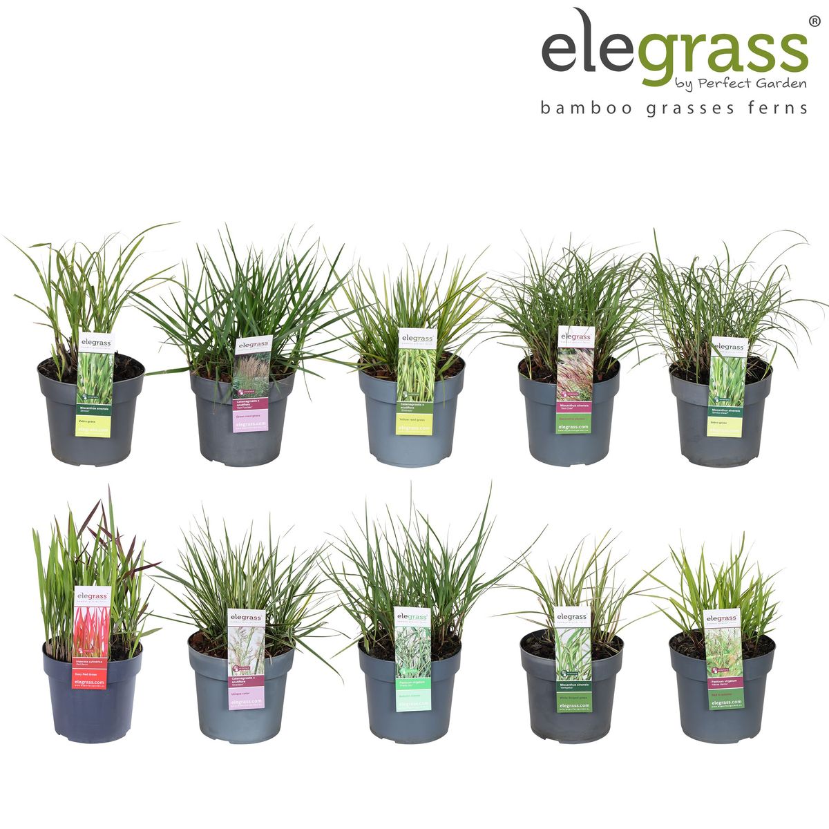 Grasses MIX — Plant Wholesale FlorAccess