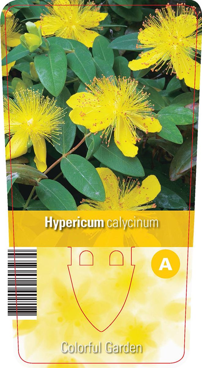 Hypericum calycinum — Plant Wholesale FlorAccess