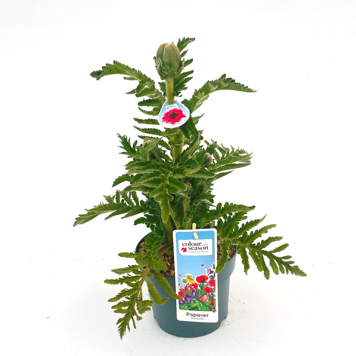 Papaver orientale RED RUMBLE — Plant Wholesale FlorAccess