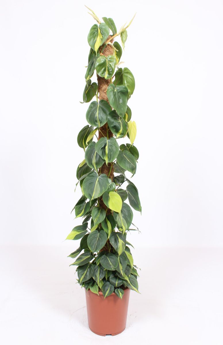 Philodendron scandens 'Brasil' — Grossiste en Plantes FlorAccess