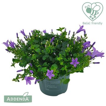 Campanula portenschlagiana 'Ambella Lavender' — Plant Wholesale FlorAccess