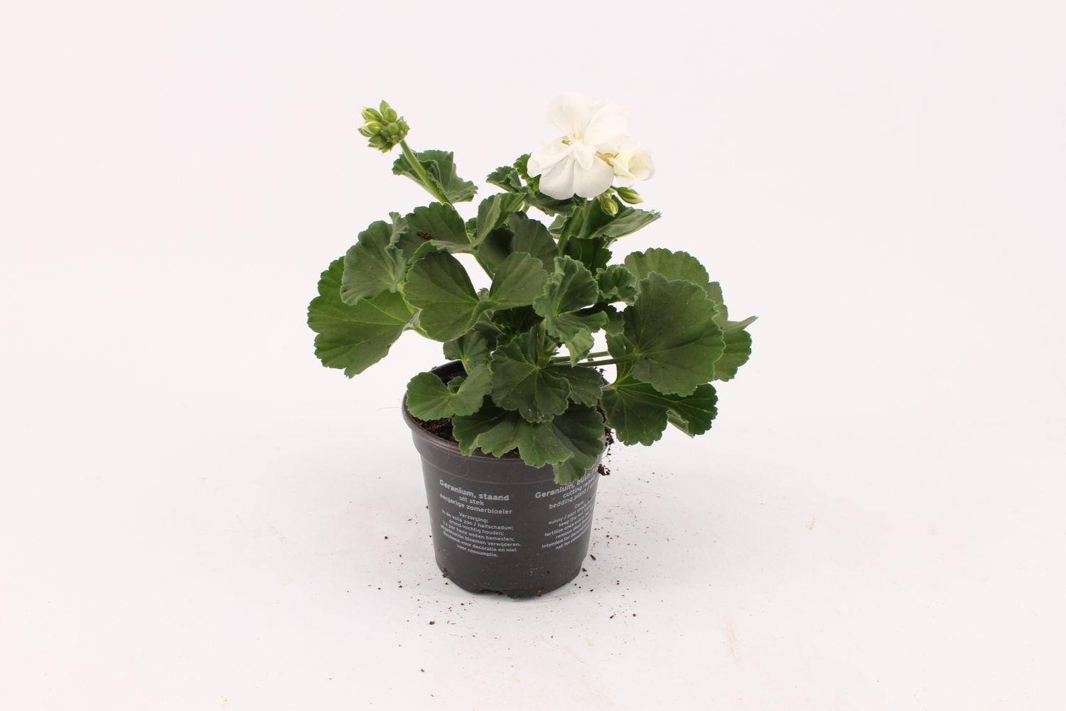 Pelargonium SAILING — Plant Wholesale FlorAccess