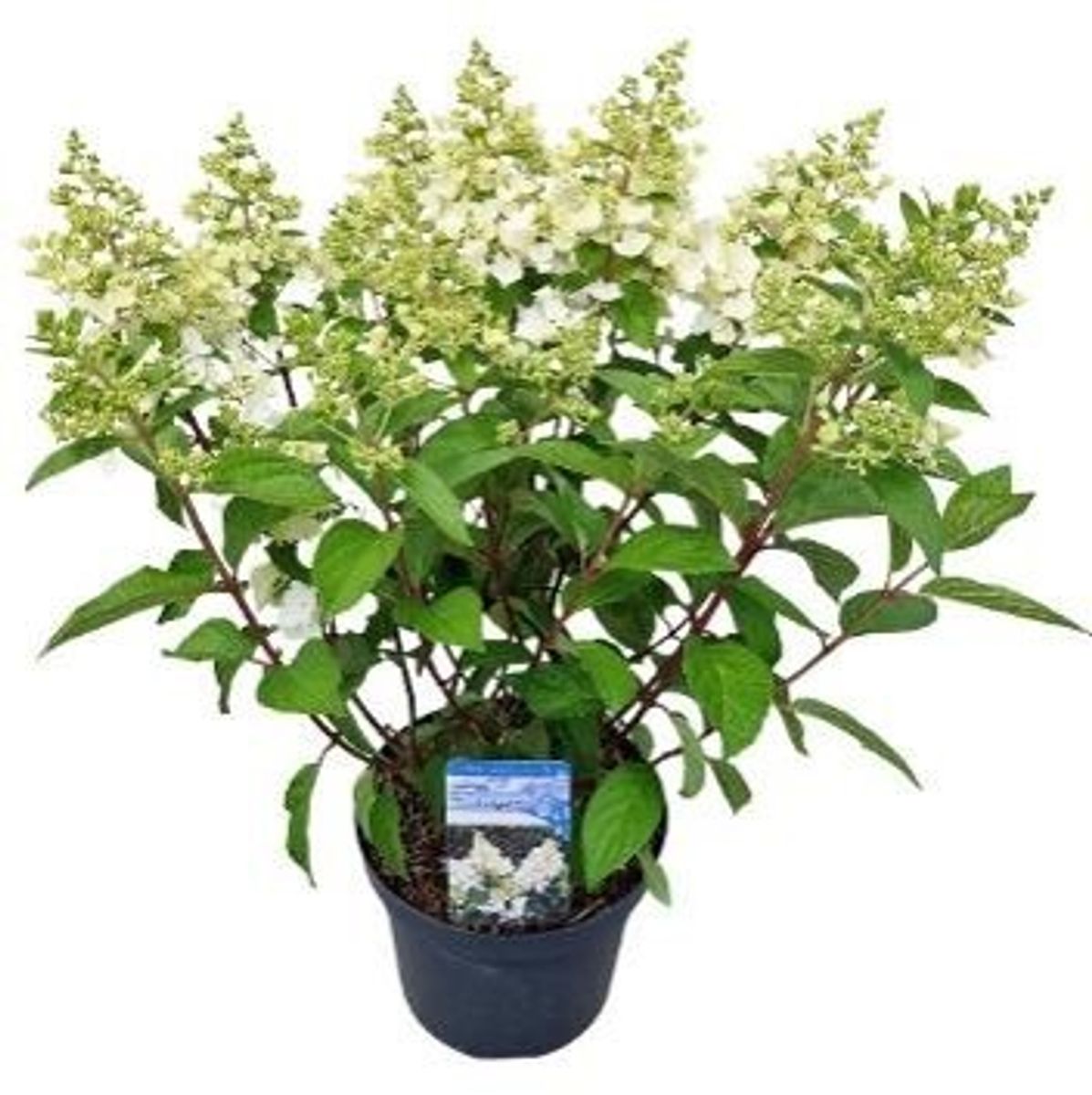 Hydrangea paniculata CANDLELIGHT — Plant Wholesale FlorAccess