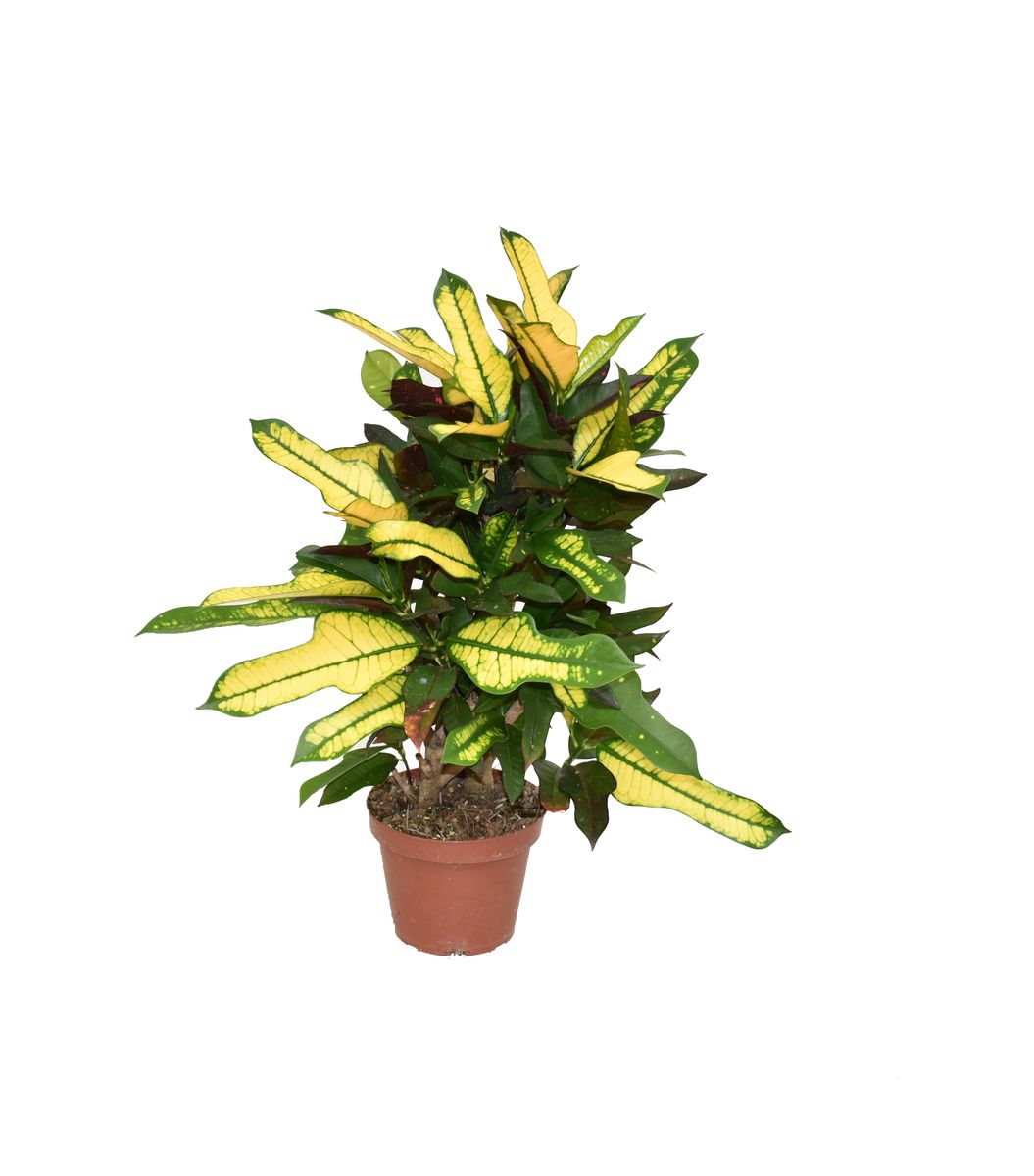 Codiaeum variegatum 'Wilma' — Plant Wholesale FlorAccess