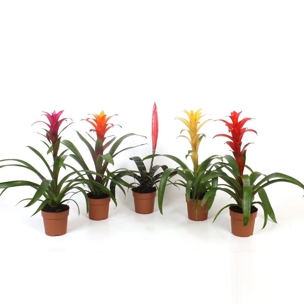 Bromelia ORIGINAL MIX — Plant Wholesale FlorAccess