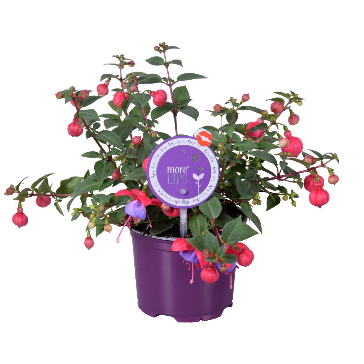 Fuchsia BELLA FUCHSIA MARIA — Plant Wholesale FlorAccess