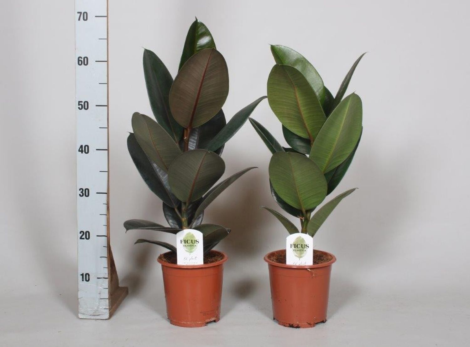 Ficus MIX — Mayorista de plantas FlorAccess