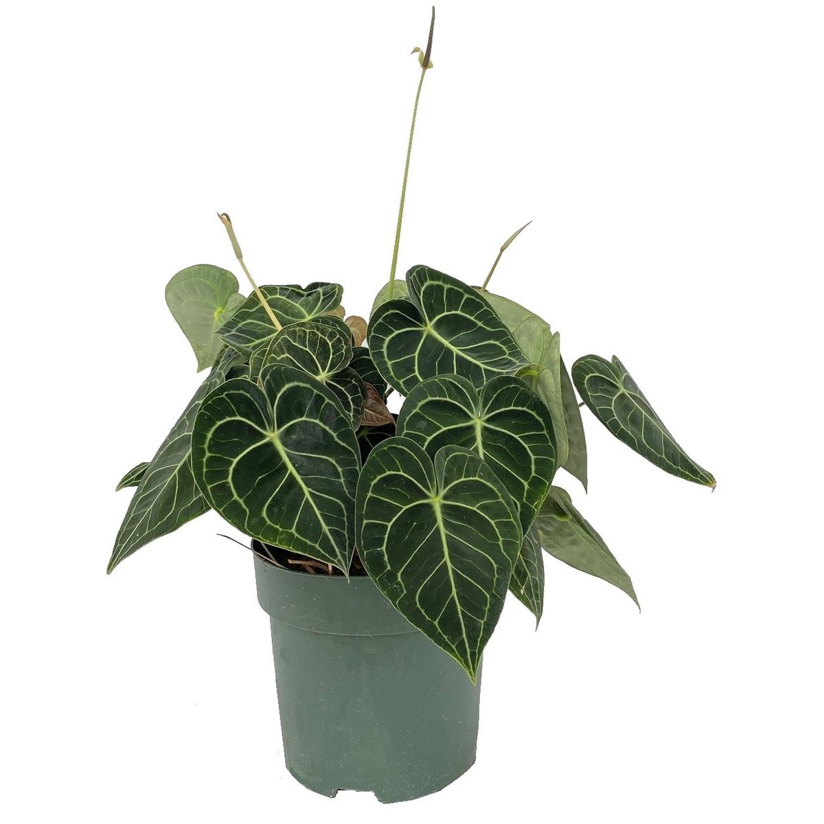 Anthurium clarinervium — Plant Wholesale FlorAccess