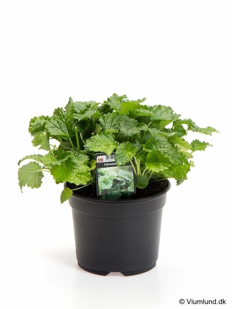 Melissa officinalis — Plant Wholesale FlorAccess