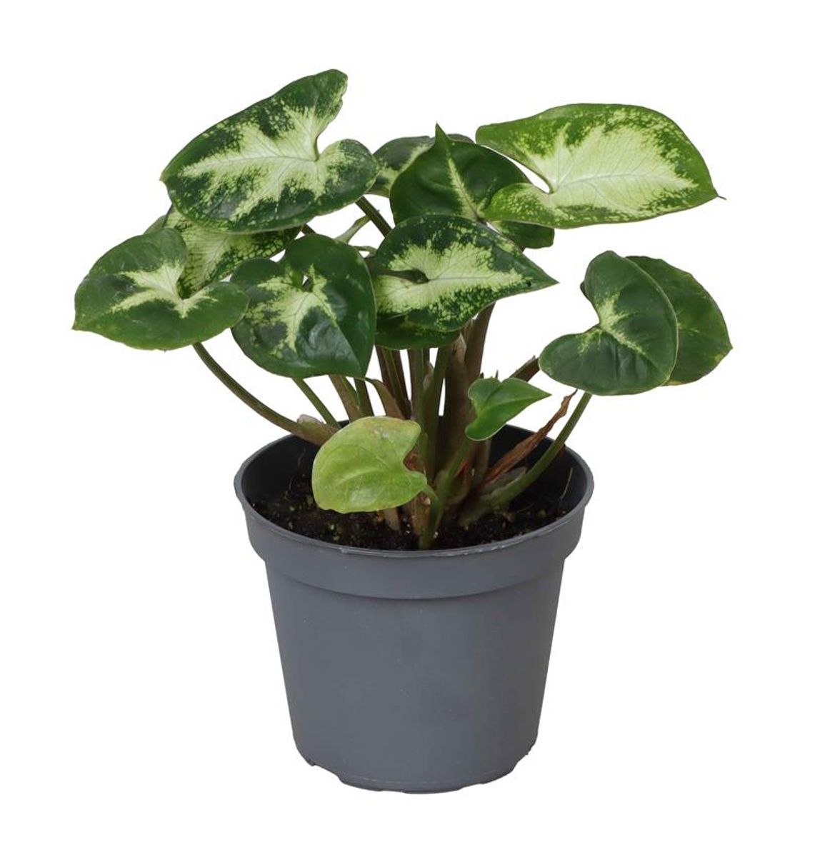 Syngonium 'Pixie' — Plant Wholesale FlorAccess