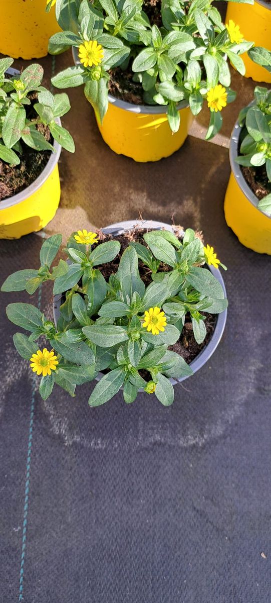 Sanvitalia CUZCO COMPACT YELLOW — Plant Wholesale FlorAccess