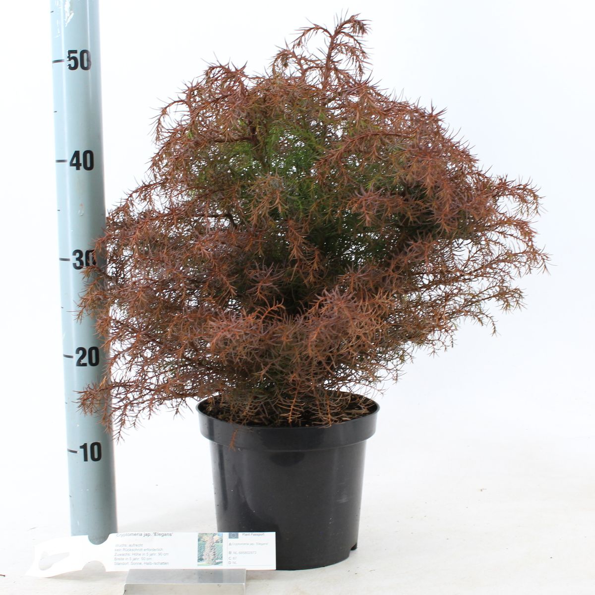 Cryptomeria japonica 'Elegans' — Plant Wholesale FlorAccess