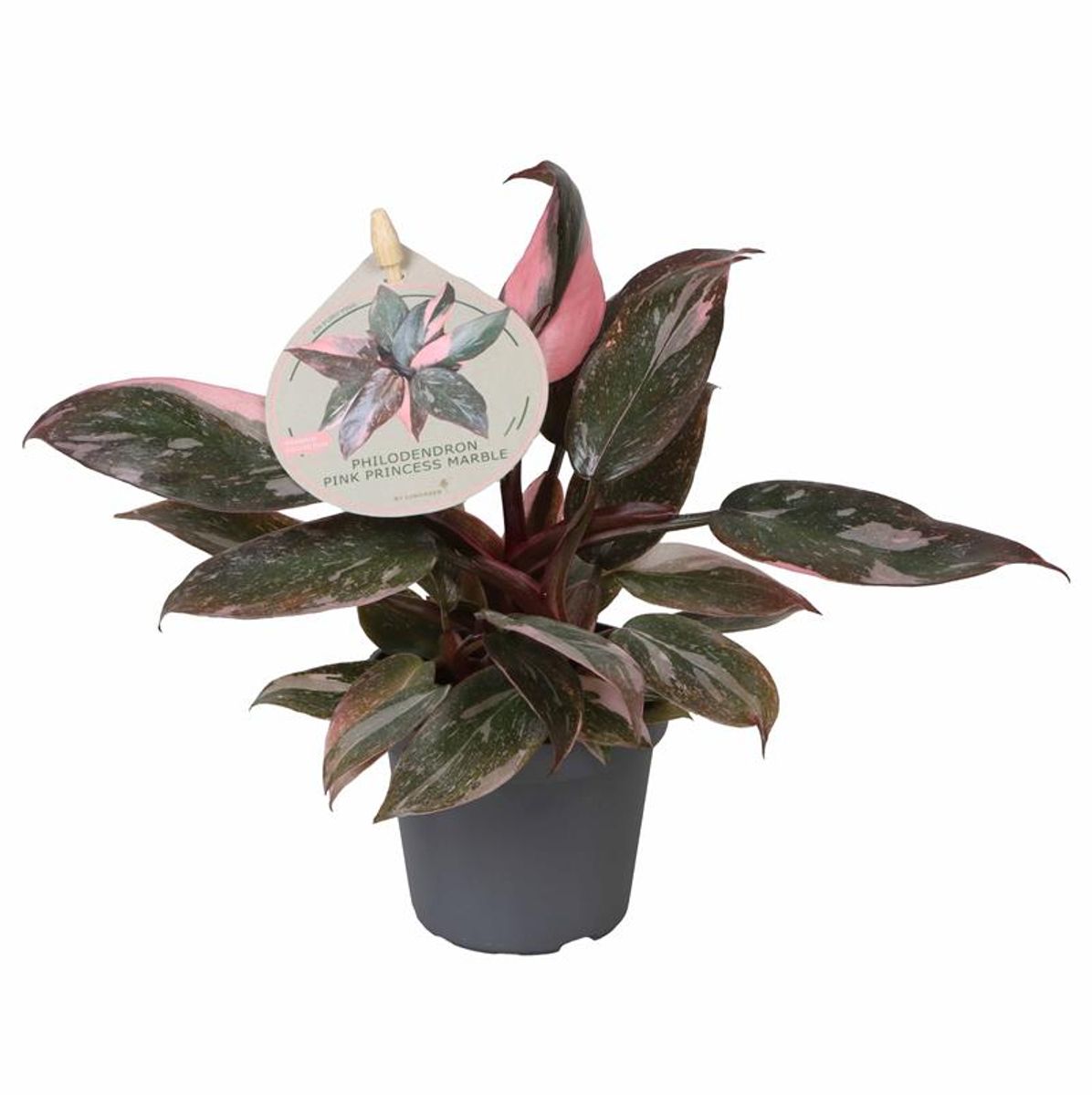 Philodendron 'Pink Princess Marble' — Plant Wholesale FlorAccess