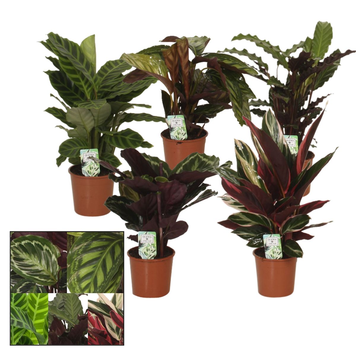 Calathea MIX — Plant Wholesale FlorAccess