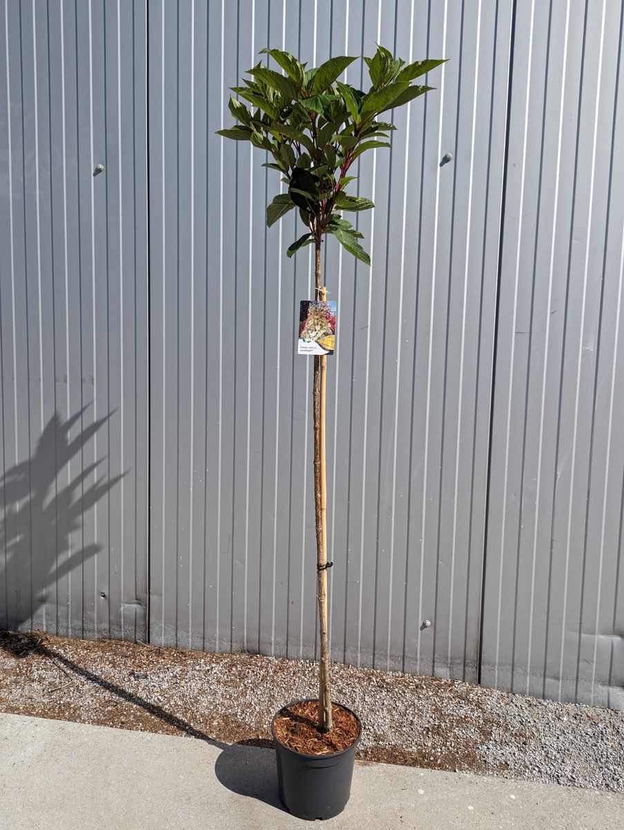 Hydrangea paniculata CANDLELIGHT — Plant Wholesale FlorAccess