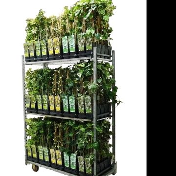 Hedera MIX — Plant Wholesale FlorAccess