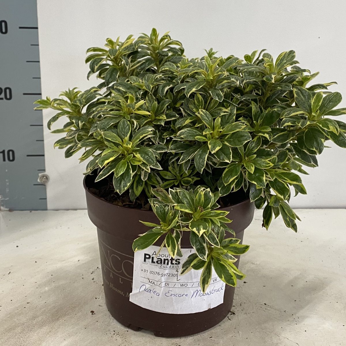 Rhododendron ENCORE AUTUMN MOONSTRUCK — Plant Wholesale FlorAccess