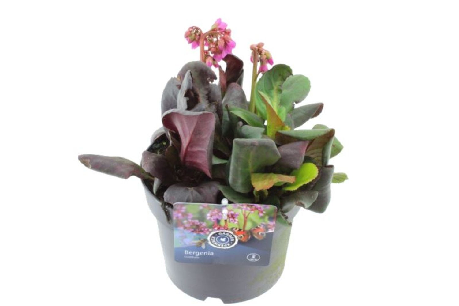 Bergenia cordifolia SHOESHINE ROSE — Plant Wholesale FlorAccess