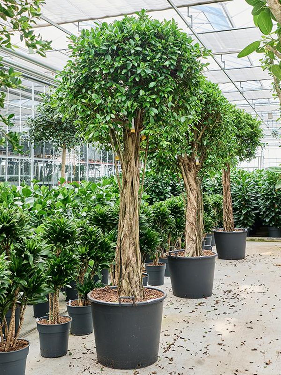Ficus microcarpa 'Nitida' — Plant Wholesale FlorAccess