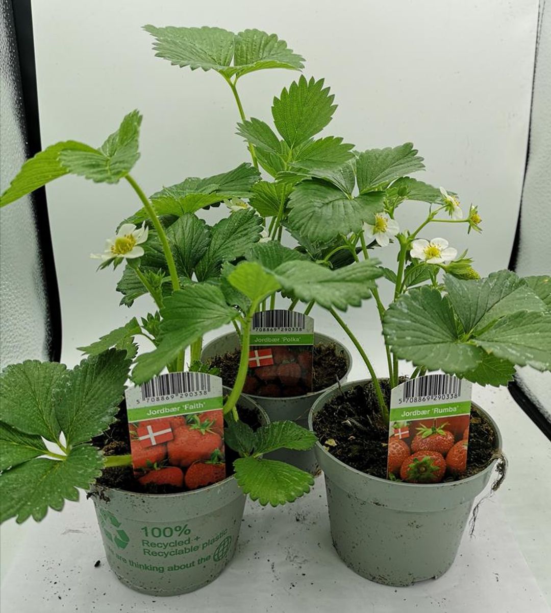 Fragaria x ananassa 'Senga Sengana' — Plantegrossist FlorAccess