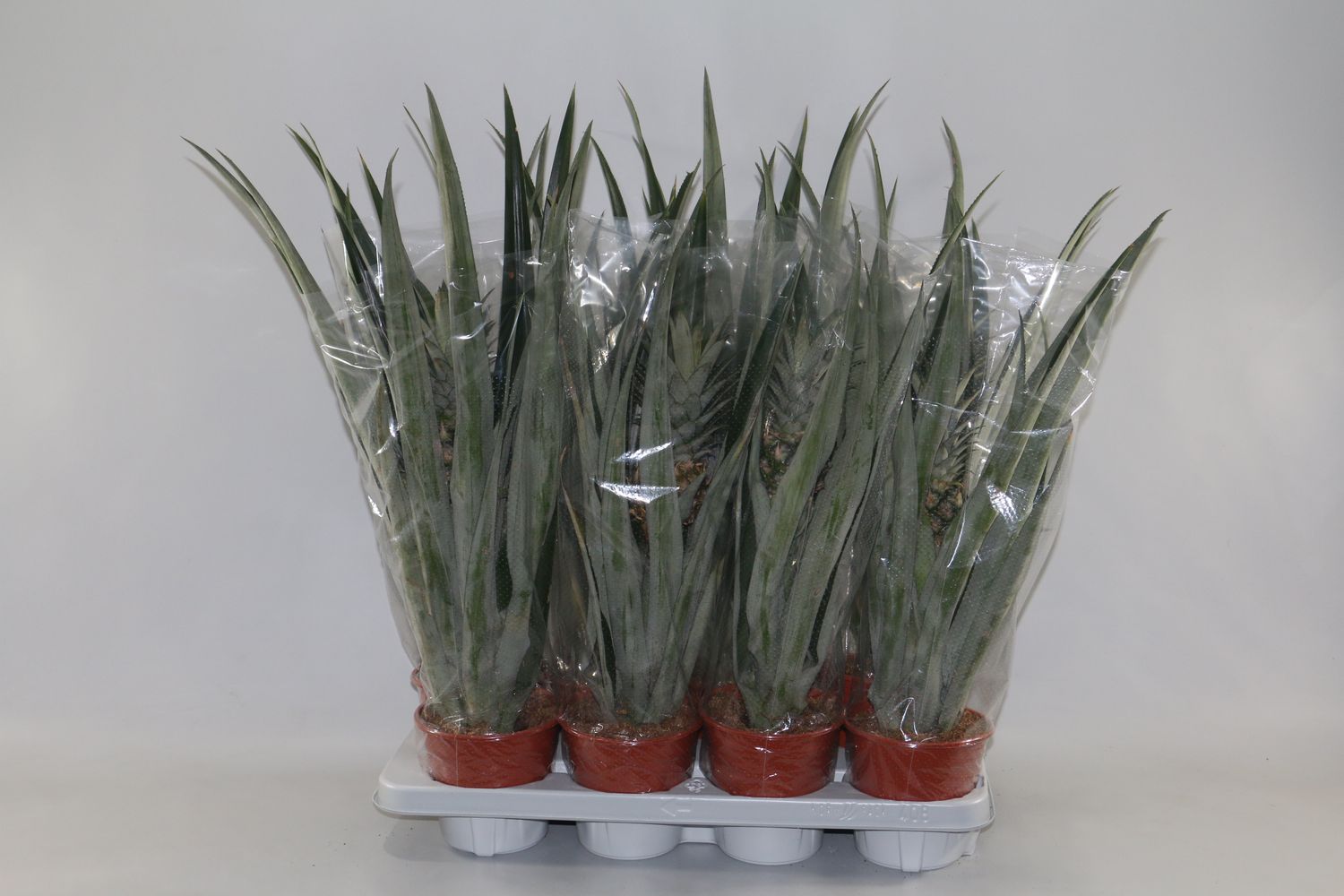 Ananas 'Champaca' — Plant Wholesale FlorAccess