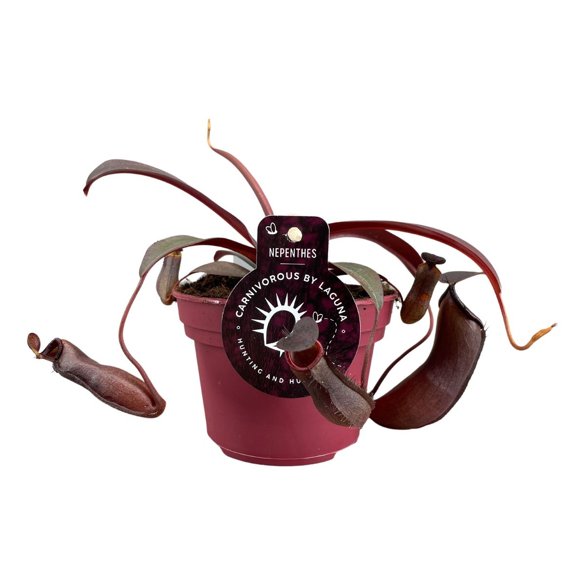 Nepenthes 'Rebecca Soper' — Plant Wholesale FlorAccess